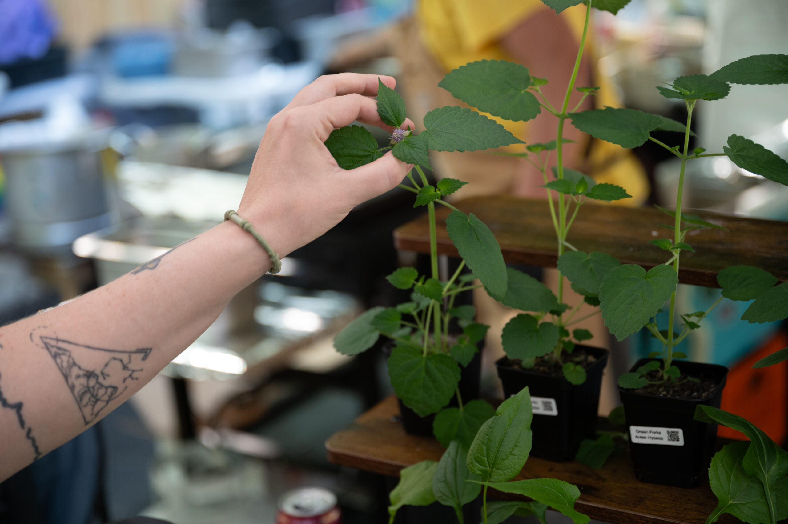 Interest in planting native species blooms in Greater Pittsburgh ...